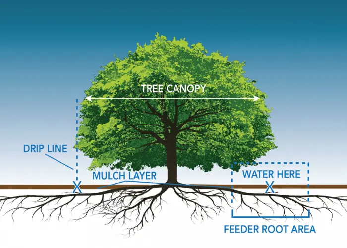Nurturing Mature Trees Through Drought: A Guide to Proper Watering ...